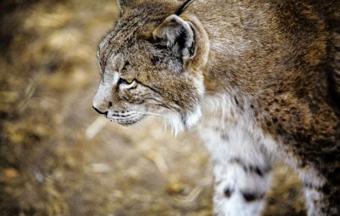 El lince ibérico | Características, hábitat, alimentación, peligros ...
