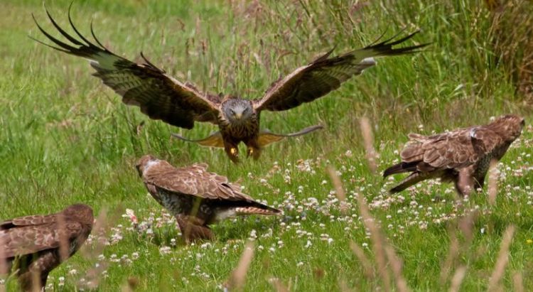 El milano real | Hábitat, alimentación, características