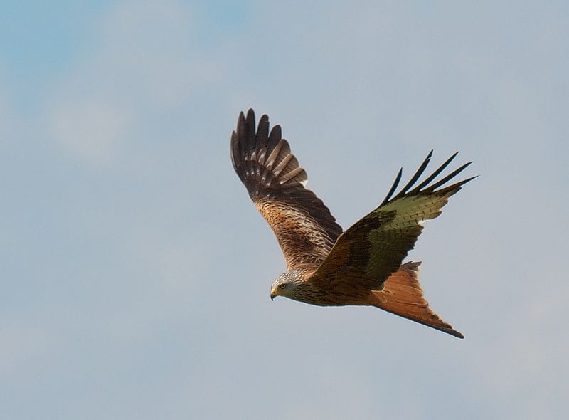 El milano real | Hábitat, alimentación, características