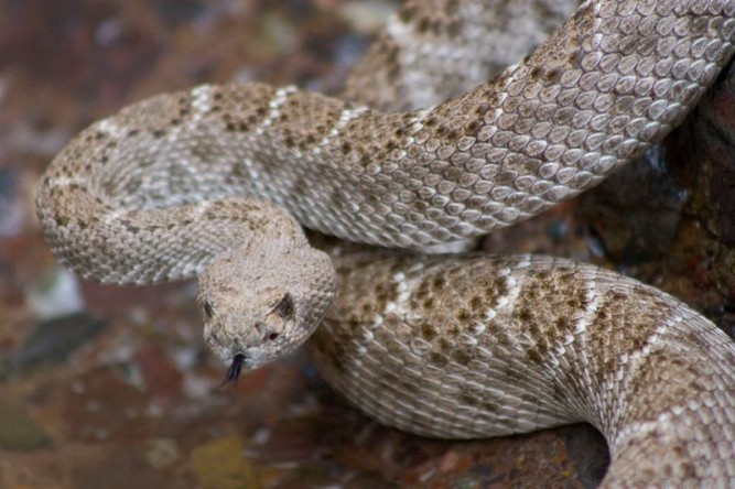 La Serpiente de Cascabel | Alimentación, características