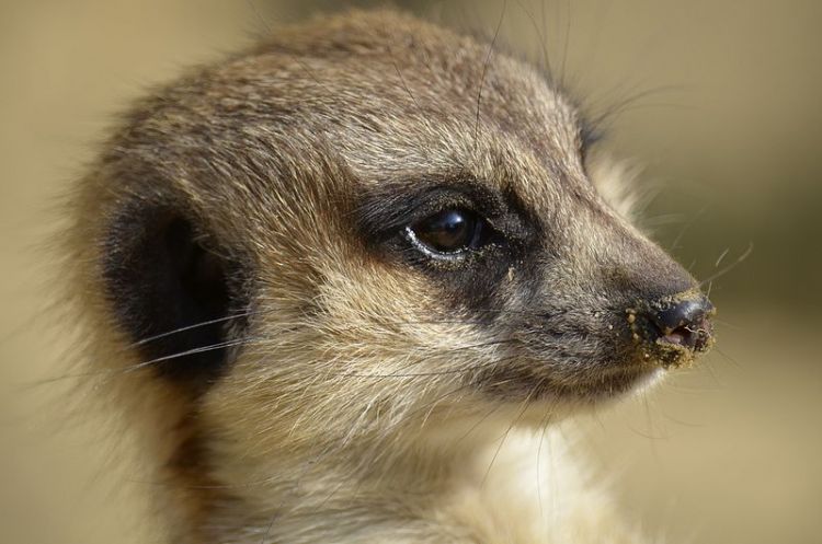 La Suricata | Características, hábitat, alimentación, comportamiento