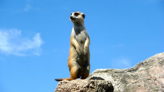 La Suricata | Características, hábitat, alimentación, comportamiento