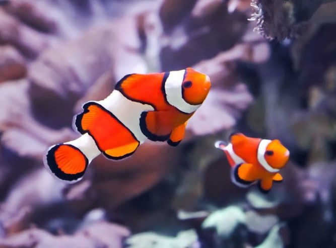 El Mapache | Mascota, características, hábitat, alimentación | Animal