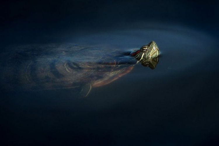 La tortuga de Florida | Características, hábitat, alimentación