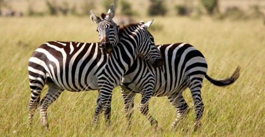 La cebra | Características, alimentación, hábitat