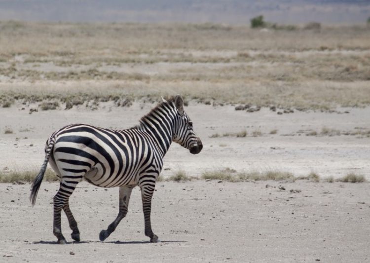 La cebra | Características, alimentación, hábitat