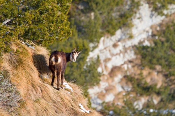 Rebeco | Características, habitat, alimentación, costumbres