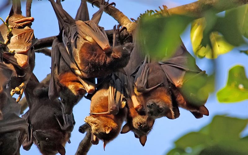 El murciélago | Características, hábitat, alimentación