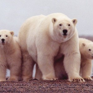 Oso kodiak | Características, alimentación, reproducción, comportamiento