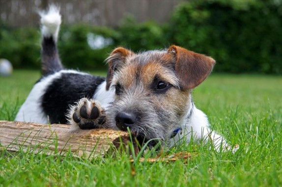 El perro | Características, alimentación, comportamiento, hábitat