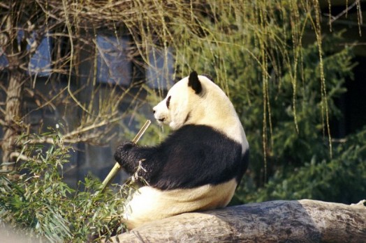 Oso Panda | Características, alimentación, peligro de extinción
