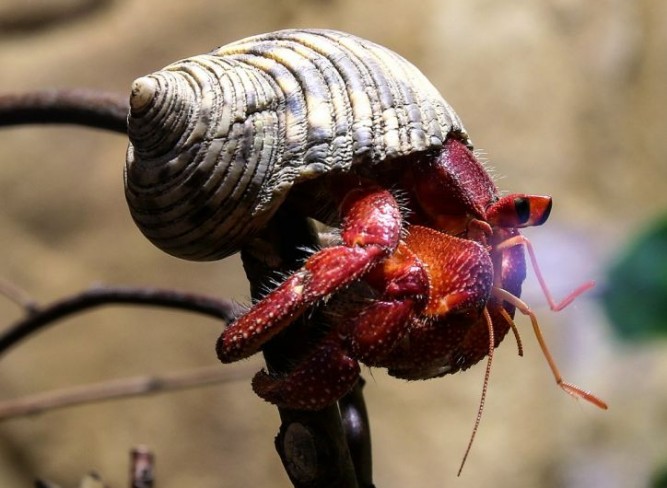 El cangrejo ermitaño | Características, qué come, información