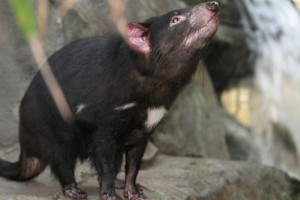El demonio de Tasmania | Características, qué come, hábitat
