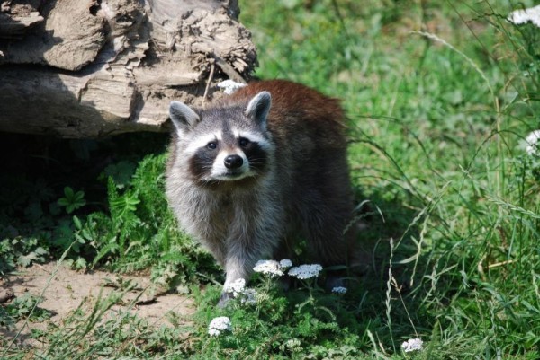 El Mapache | Mascota, características, hábitat, alimentación | Animal