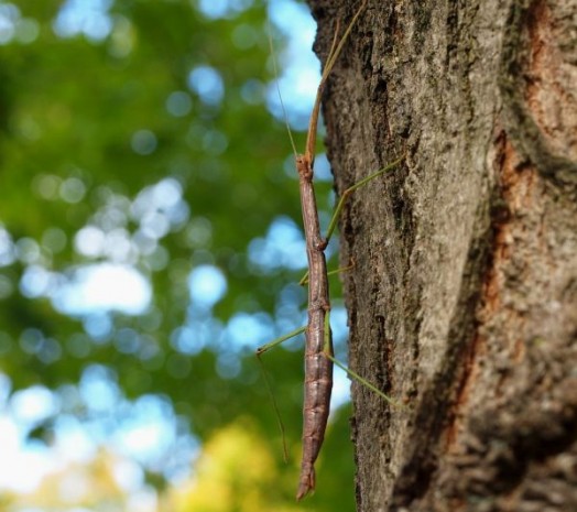 Insecto palo | Características, reproducción | Bicho