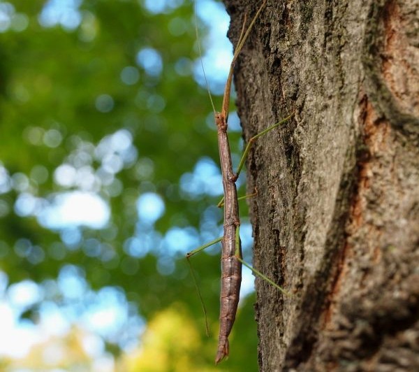 Insecto palo | Características, reproducción | Bicho