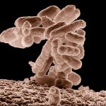 Periplasma | Qué es, composición, función, importancia, dónde está