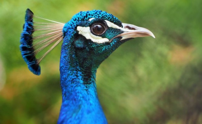 Pavo real | Características, hábitat, qué come | Macho, hembra | Ave