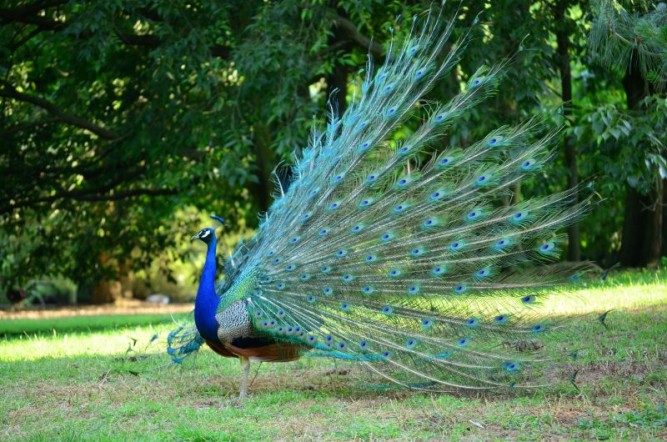 Pavo real | Características, hábitat, qué come | Macho, hembra | Ave