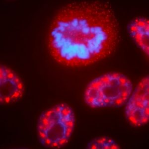 Protoplasto | Qué es, cómo se obtiene, usos