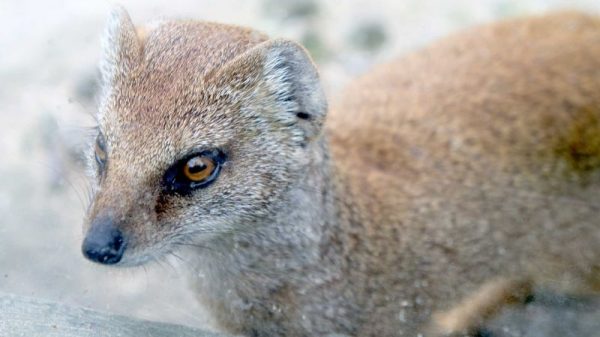 La comadreja | Características, hábitat, qué come, dónde vive