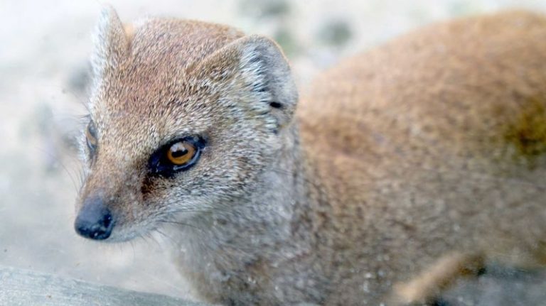 La comadreja | Características, hábitat, qué come, dónde vive