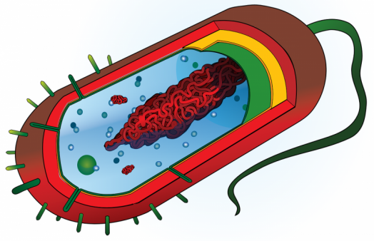 Nucleoide | Qué es, características, composición, cómo verlo
