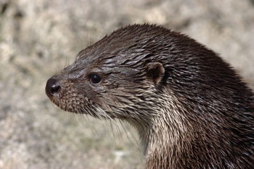 La nutria | Características, hábitat, reproducción, alimentación