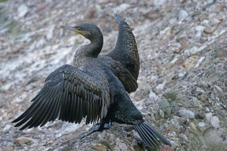 El cormorán | Características, reproducción, curiosidades | Ave