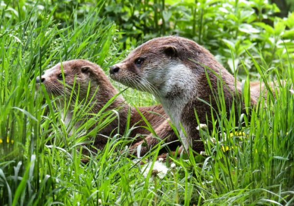 La nutria | Características, hábitat, reproducción, alimentación