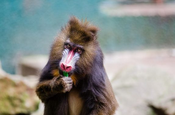 El mandril | Características, hábitat, reproducción, comportamiento