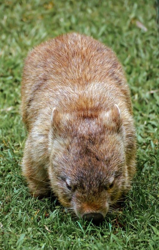 El wombat | Características, hábitat, alimentación