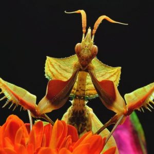 La mantis religiosa | Animales