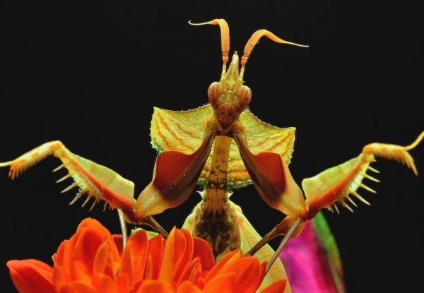 La mantis religiosa | Características, alimentación, reproducción