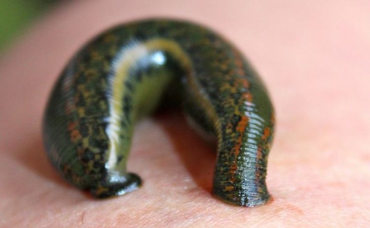 Sanguijuela | Características, beneficios, reproducción, hábitat