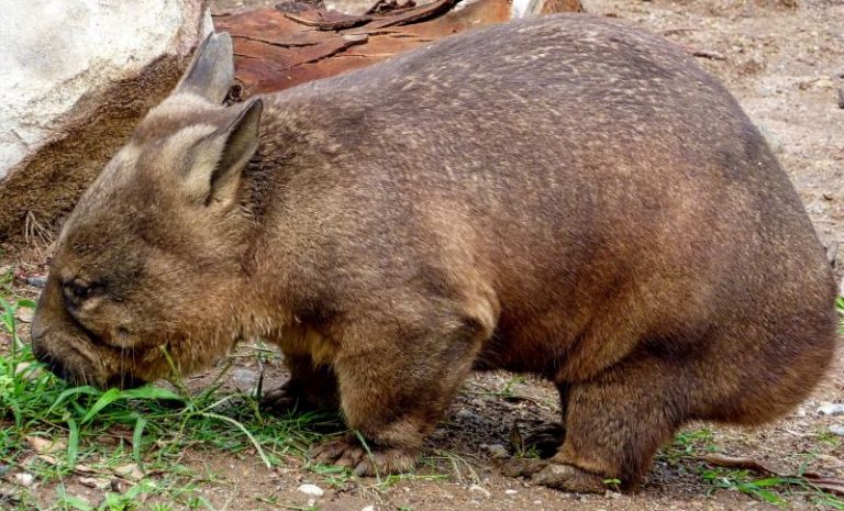 El wombat | Características, hábitat, alimentación