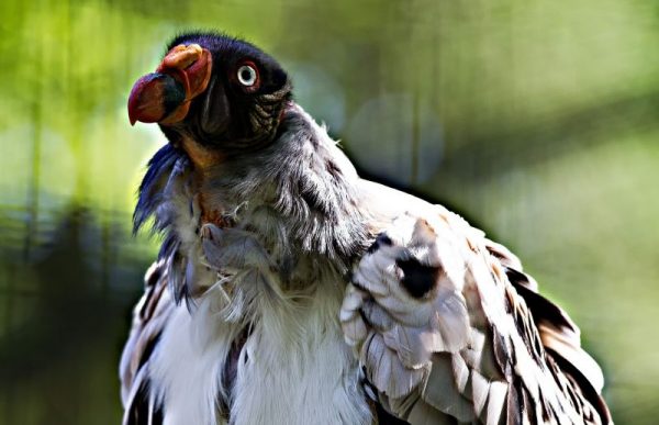 El zopilote o zamuro | Animales