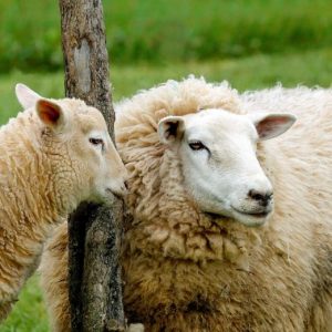 Saprofitos | Qué son, definición, ejemplos | Hongos, animales, organismos