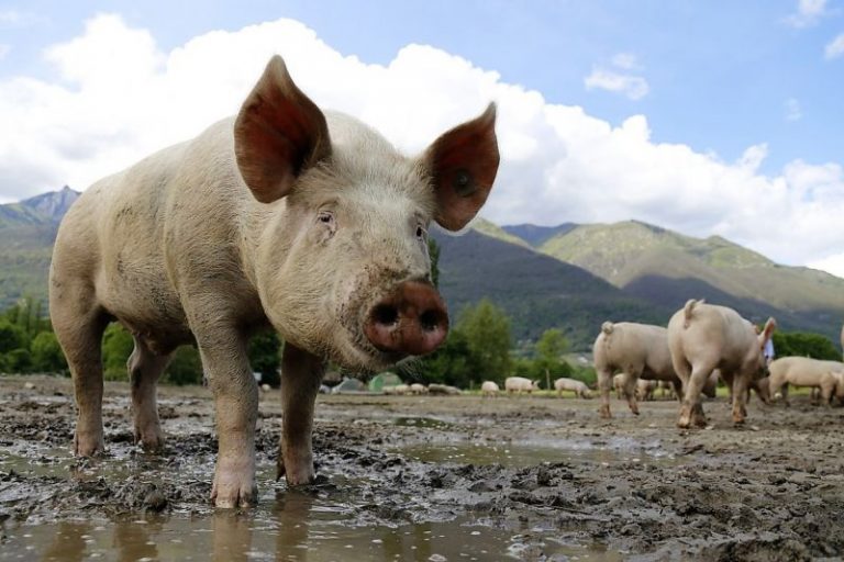 Cerdo | Características, comportamiento, reproducción, información