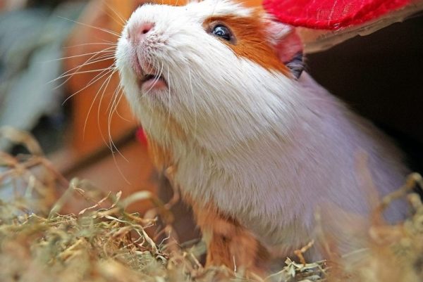 La cobaya | Características, reproducción, alimentación | Mascota