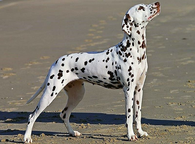 Dálmata | Características, origen | Perro, cachorro