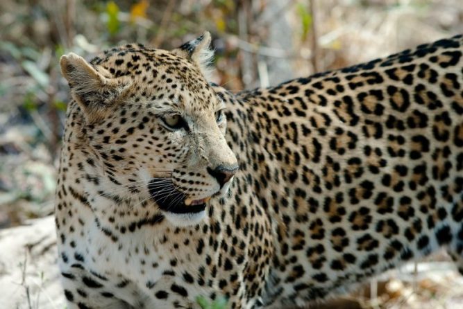 León del Atlas | Características, historia, extinción, reproducción ...