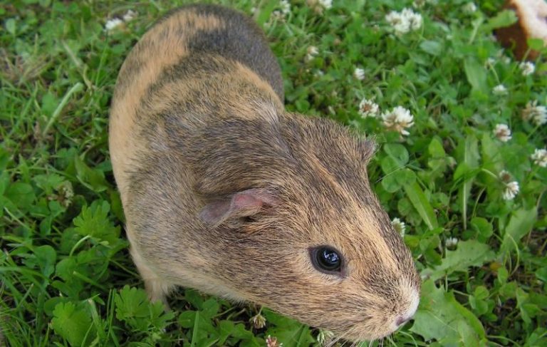 La cobaya | Características, reproducción, alimentación | Mascota