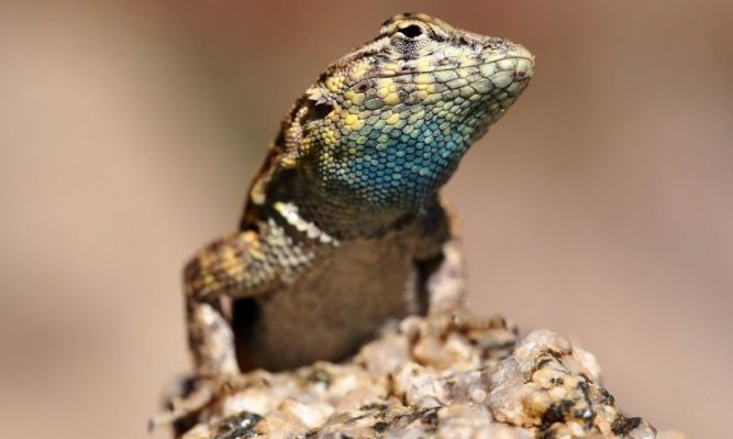 La lagartija | Características, alimentación, comportamiento, reproducción