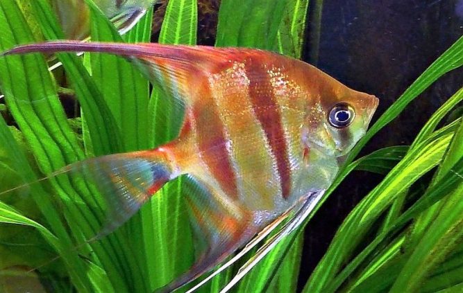 Lenguado | Características, alimentación, hábitat, reproducción | Pez