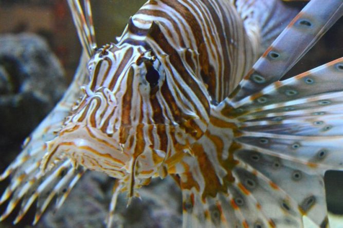 El pez león | Características, alimentación, hábitat, reproducción