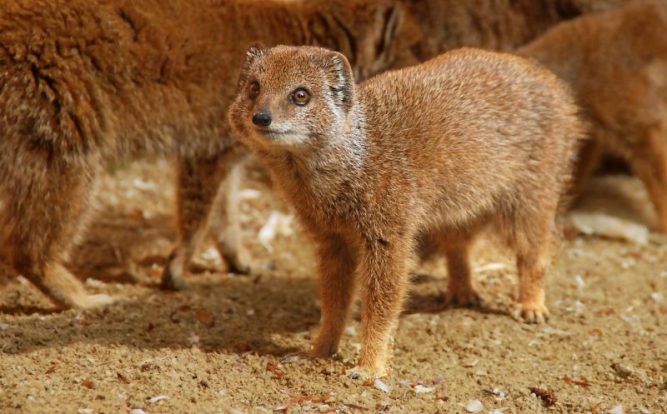 La mangosta | Características, alimentación, reproducción, hábitos