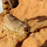 Acociles | Qué son, descripción, características, uso gastronómico