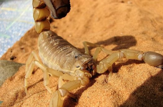 Alacrán | Características, alimentación, reproducción, curiosidades