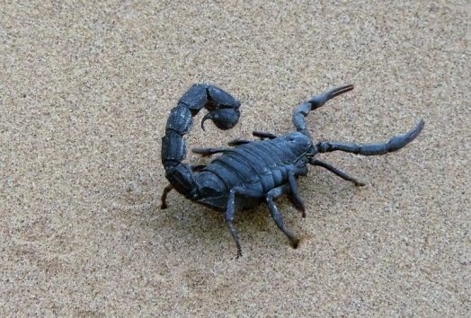 Alacrán | Características, alimentación, reproducción, curiosidades